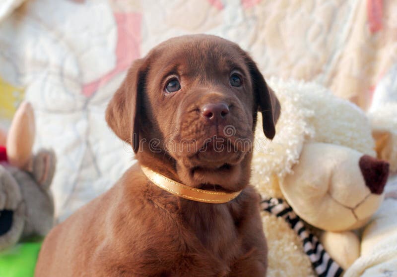 Happy Chocolate Labrador Puppy Portrait Stock Image - Image of lovely ...