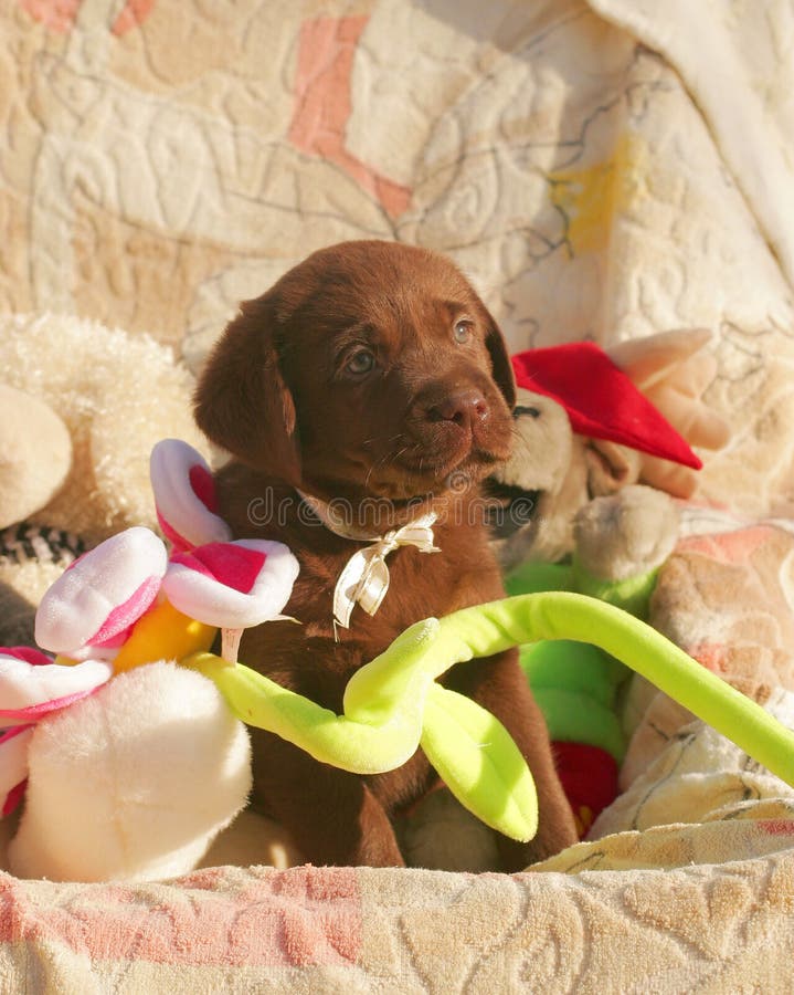 Happy Chocolate Labrador Puppy Portrait Stock Image - Image of lovely ...