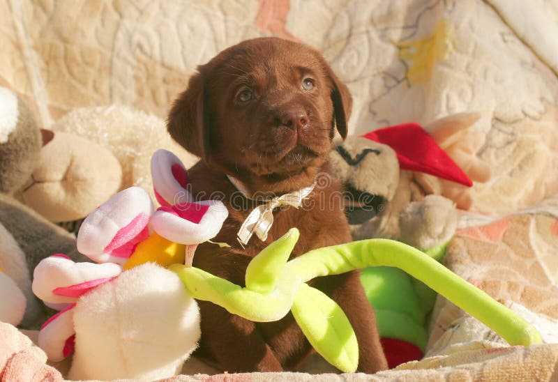 Happy Chocolate Labrador Puppy Portrait Stock Image - Image of lovely ...