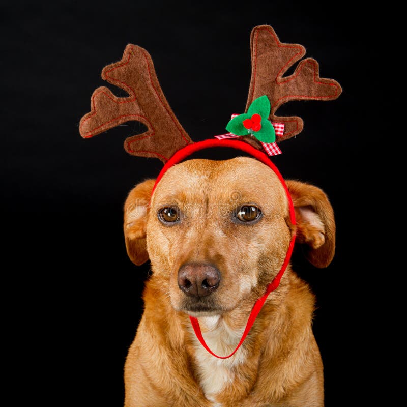 Dog dressed as rudolph stock photo. Image of christmas - 7030166