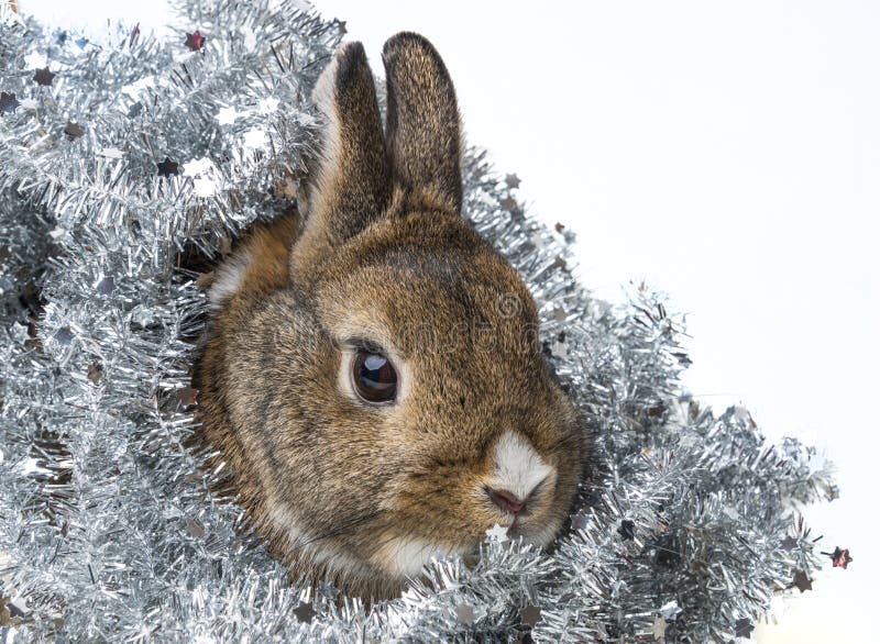 Happy Christmas with a Little Rabbit Stock Image - Image of funny ...