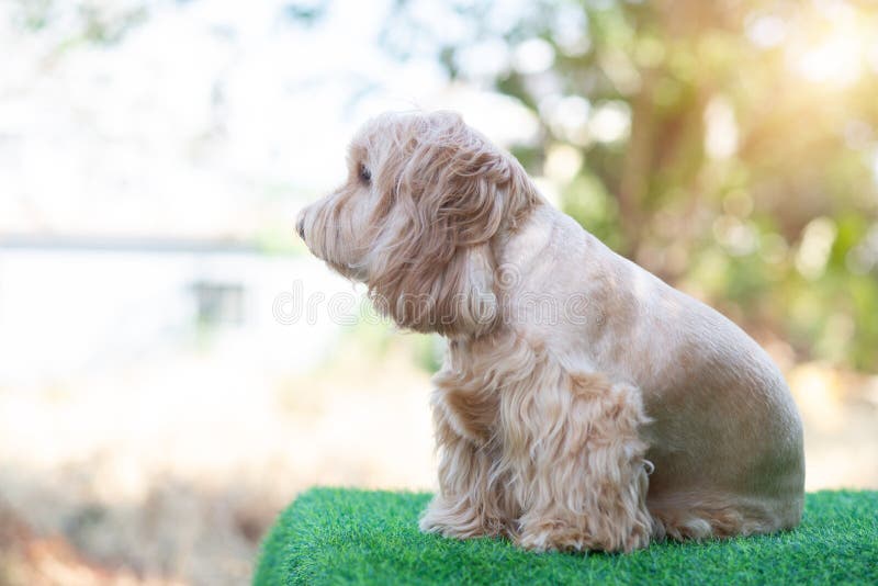 Happy Cockapoo Dog Sit on Green Grass Stock Image - Image of maltese ...