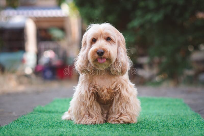 Cocker Spaniel Maltese Mix