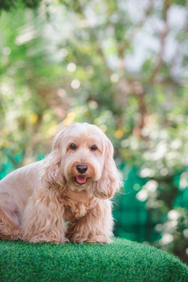 Happy Cockapoo Dog Sit on Green Grass Stock Photo - Image of brown ...
