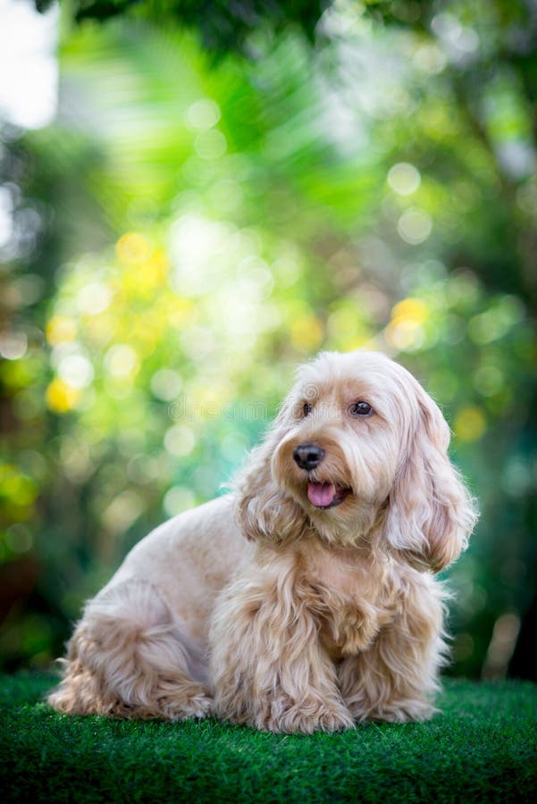 240 Funny Cockapoo Stock Photos - Free & Royalty-Free Stock Photos from ...