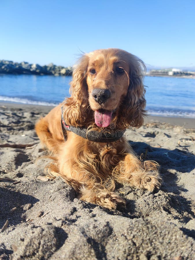 Happy Cocker Spaniel on the Beach Portrait Stock Image - Image of ...