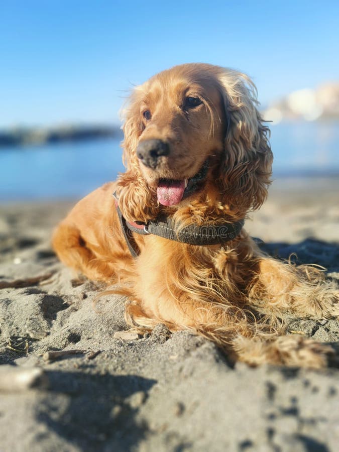 Happy Cocker Spaniel on the Beach Portrait Stock Photo - Image of ...