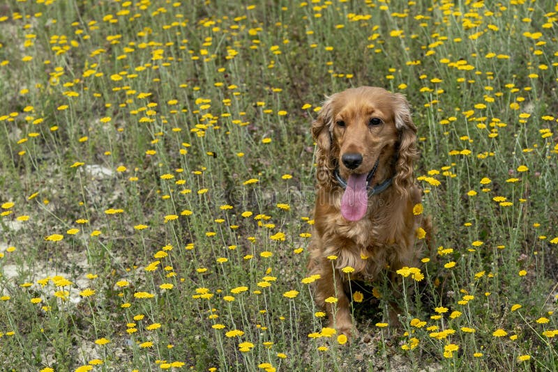 Happy Cocker Spaniel Running in the Yellow Daisy Field Stock Photo ...
