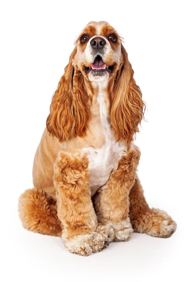 15+ Cocker spaniel smiling Free Stock Photos - StockFreeImages
