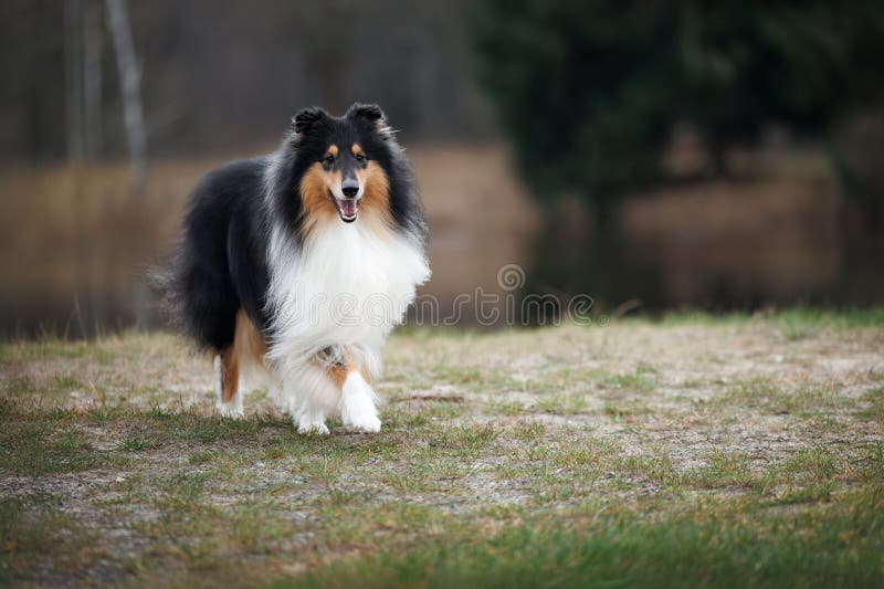 Happy Collie Dog Walking Outdoors Stock Photo - Image of breed ...