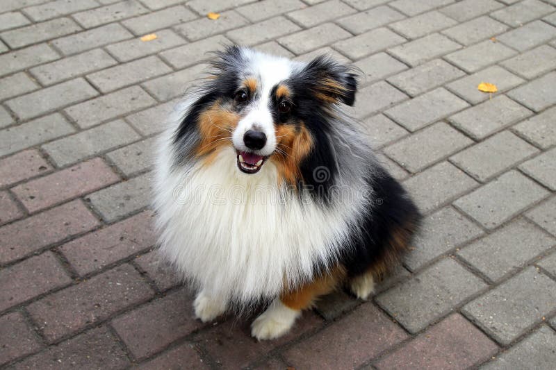 Happy Collie is Walking in a Park. Stock Image - Image of beautiful ...