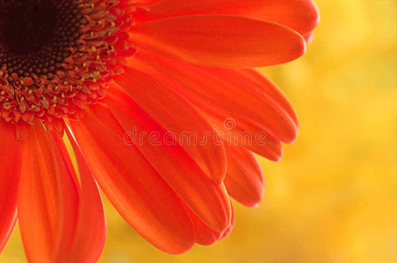 Happy colors! stock image. Image of colorful, close, yellow - 673121
