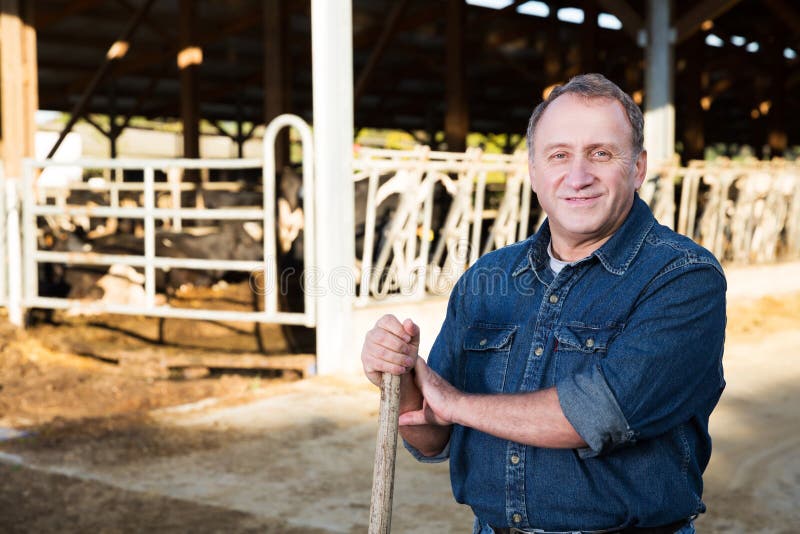 Senior Man Owner of Dairy Farm Stock Photo - Image of agricultural ...