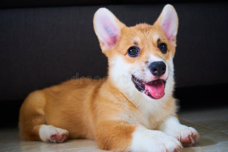 Happy Corgi stock photo. Image of dogs, pets, corgi - 104890200