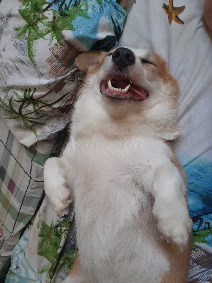 Happy Corgi Smile Sleep Funny Stock Photo - Image of sleep, smile ...