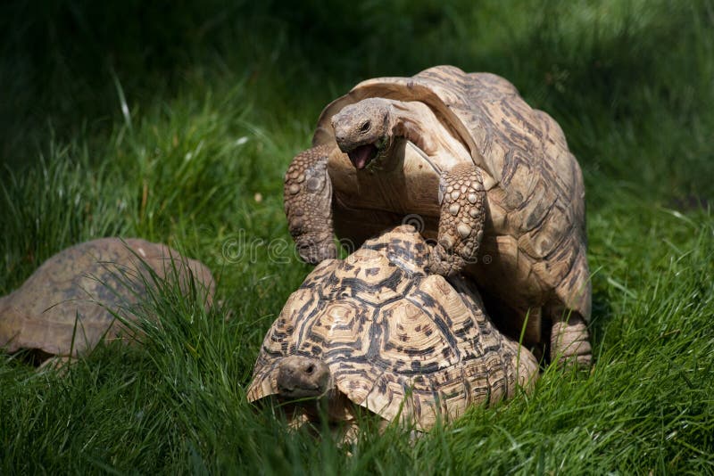 Lovely turtles stock illustration. Illustration of lovely - 13547325