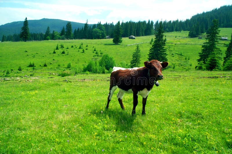 Cow Picture. Image: 568819