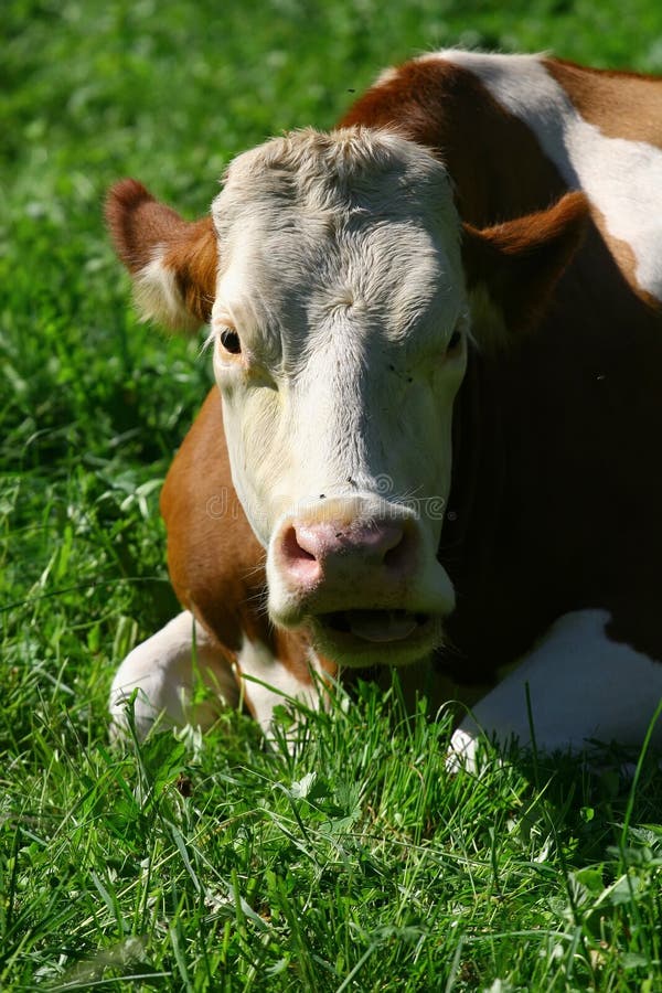 Happy Cow stock image. Image of grass, country, farm, livestock - 1518913