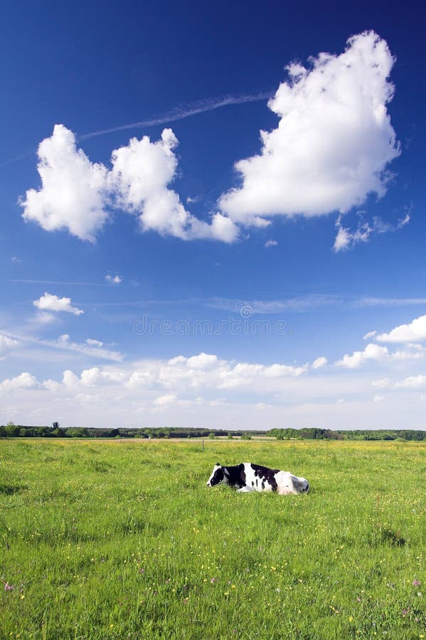 Happy cow stock photo. Image of curious, mammal, black - 5259164