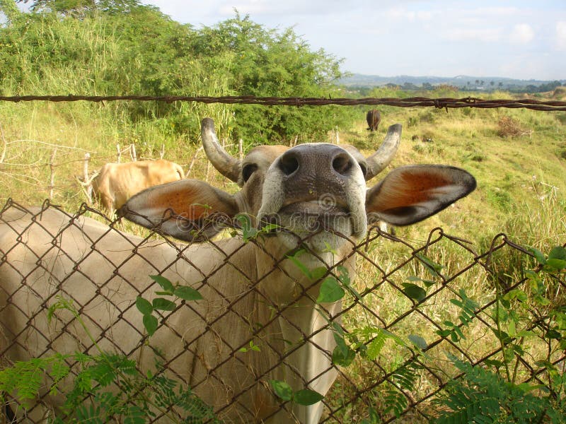 Happy Cow. Picture Image: 8063562
