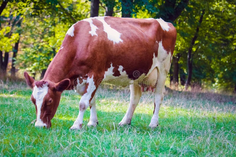 Happy Cow in a Field Outdoors in Summer Park Stock Photo - Image of ...