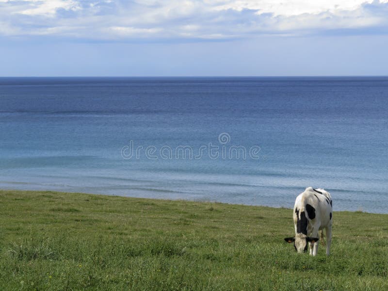 A Happy Cow Grazes in a Meadow Right on the Beach by the Old Atlantic ...
