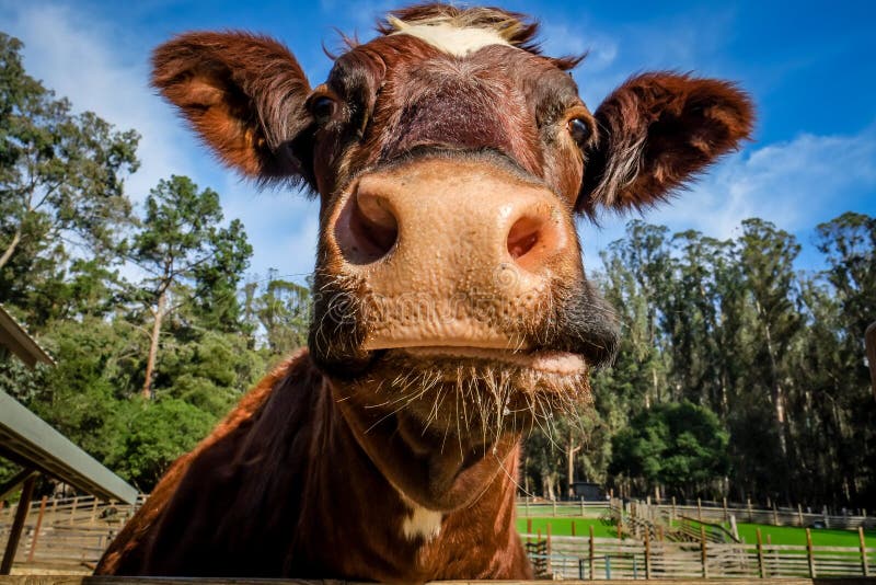 Happy cow stock image. Image of tilden, outdoor, activity - 67802775