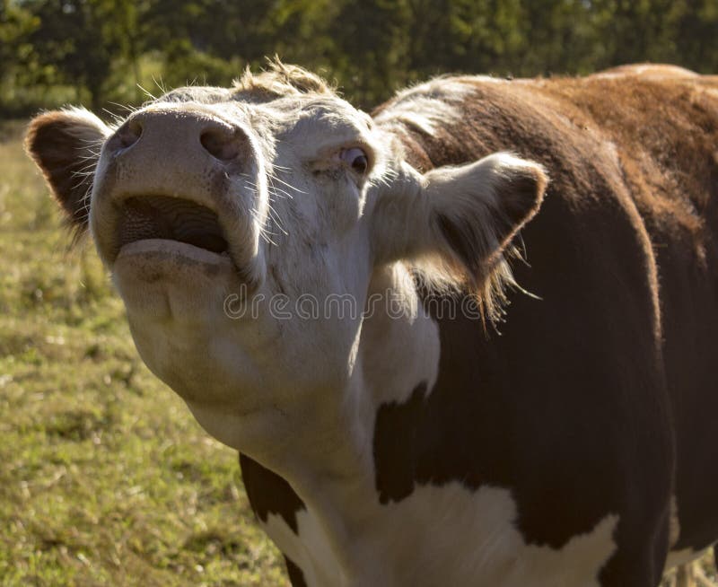 The happy cow stock photo. Image of herd, snout, danish - 107173340