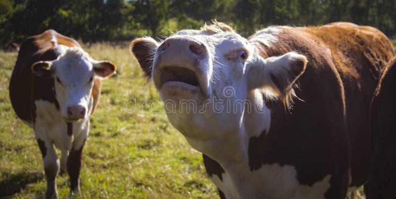 The happy cow stock photo. Image of meadow, grazing - 107658878