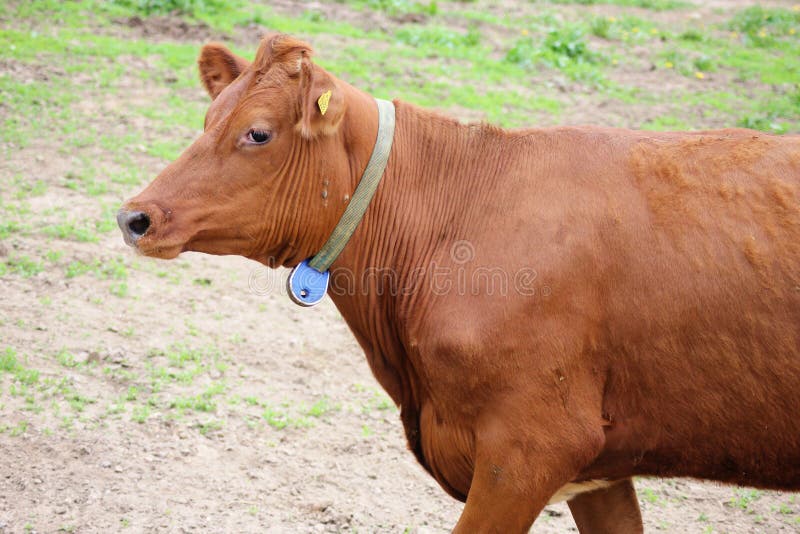 Happy cow in Springtime stock photo. Image of happy - 142133494