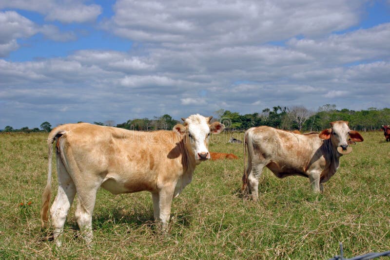 Happy Cows stock image. Image of pens, tale, farm, seasonal - 377197
