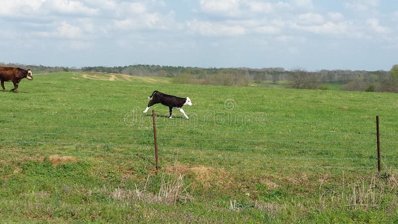 156 Happy Running Cow Stock Photos - Free & Royalty-Free Stock Photos ...