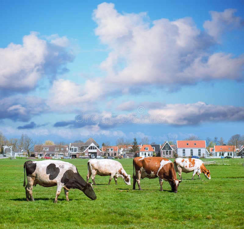 Happy cows eating grass stock photo. Image of farm, beef - 70576982