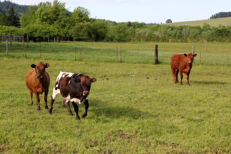 Happy Cows stock photo. Image of curious, cows, ranch - 49881060