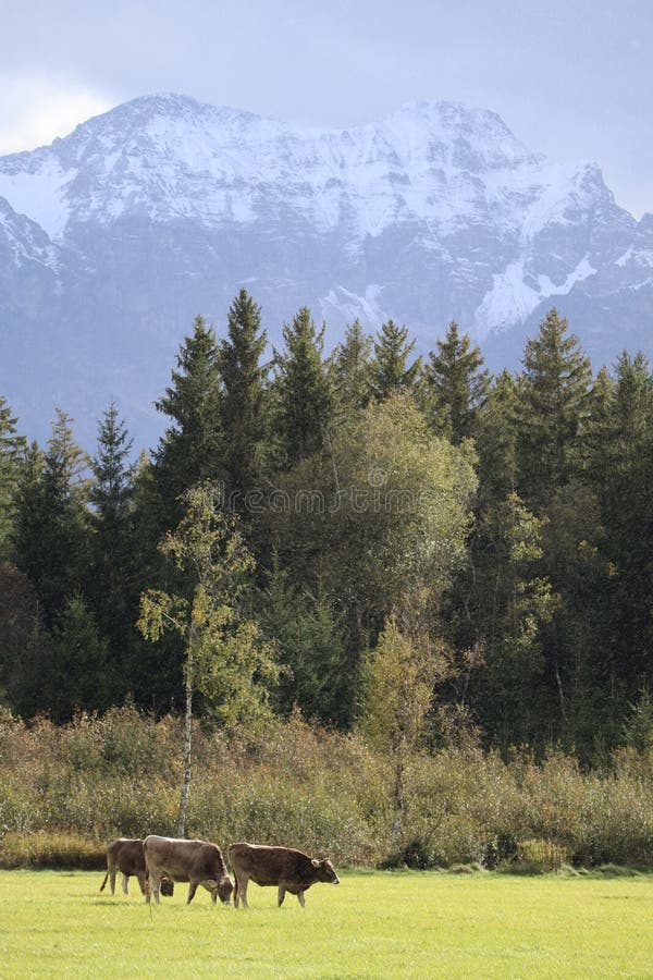 Happy Cows in Front of a Magnificent Backdrop Stock Image - Image of ...