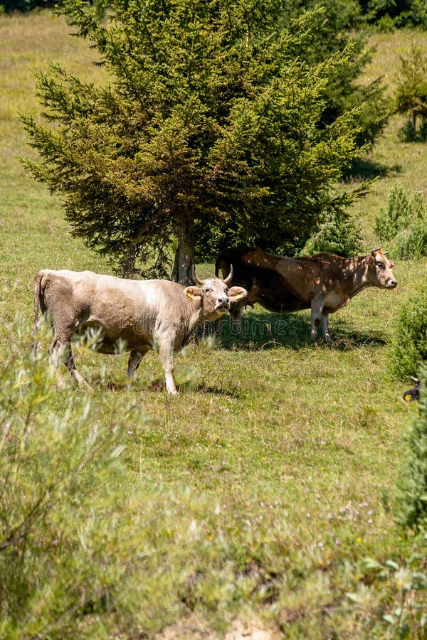 Happy cows stock photo. Image of meadow, grass, flowers - 43434572