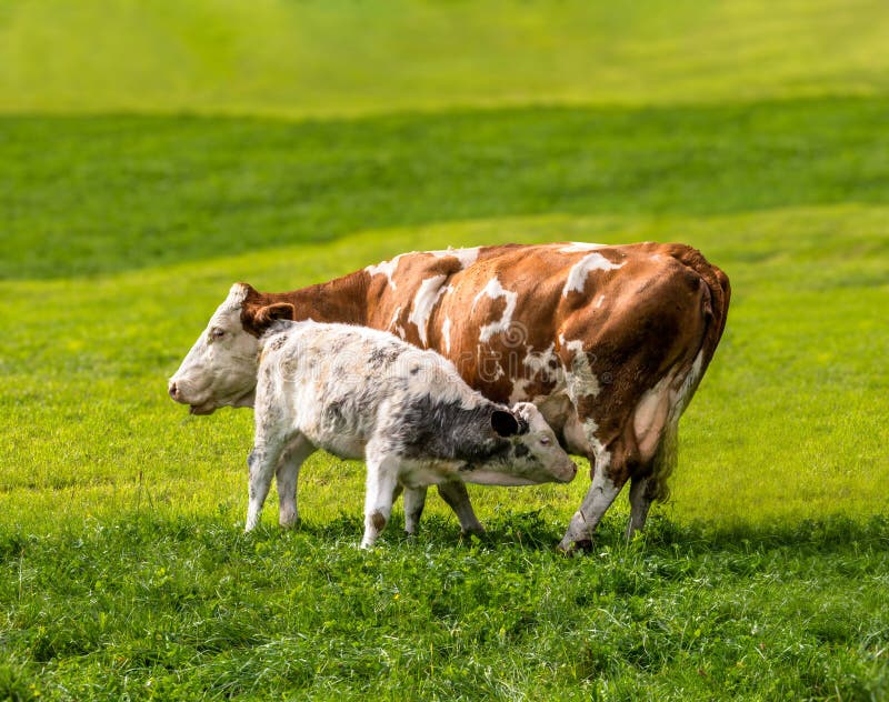 Happy cows stock photo. Image of meadow, grass, flowers - 43434572