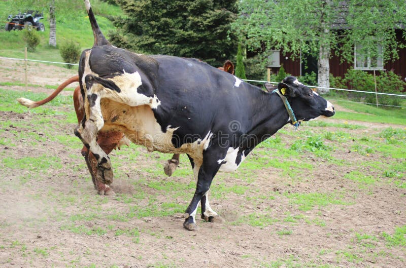Cow Jumping Stock Images - Download 159 Royalty Free Photos