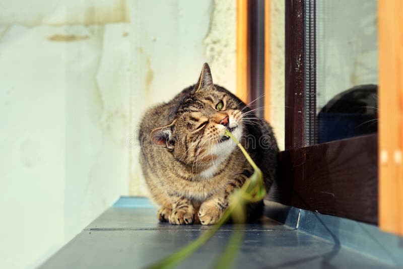Happy Curious Cute Cat Playing Stock Photo - Image of curiosity, grey ...