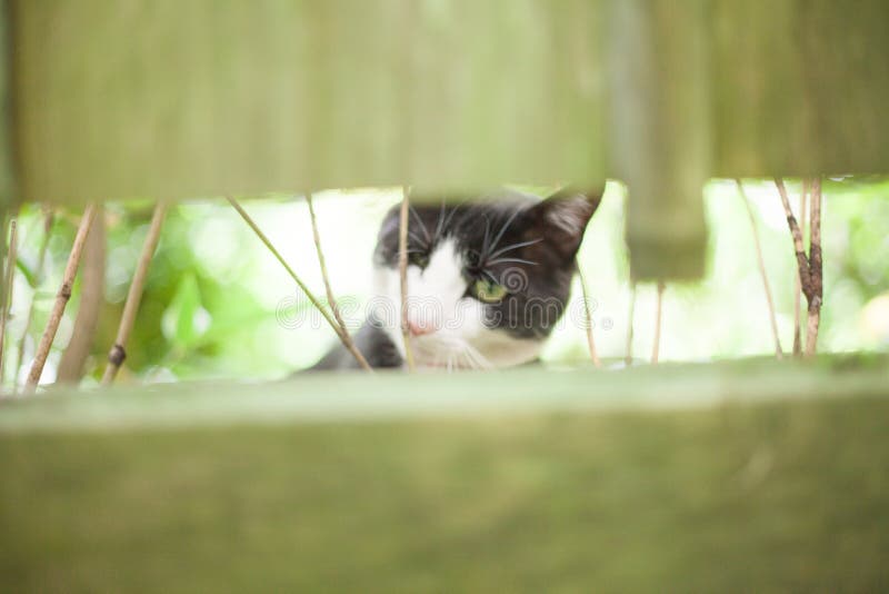 Cat in a outdoor park. stock image. Image of domestic - 171038607