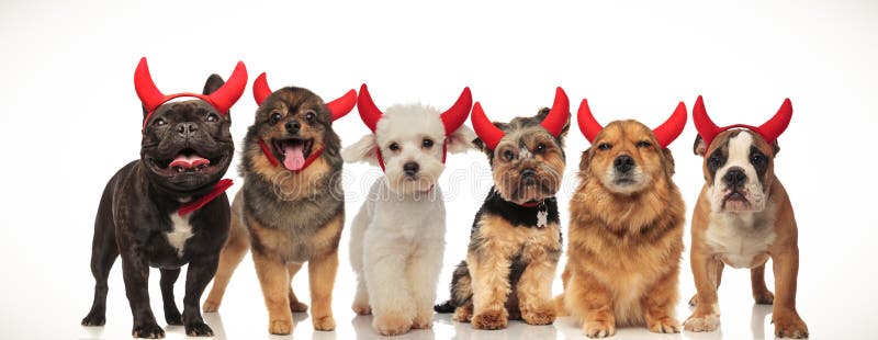 6 Happy Cute Dogs Wearing Devil Horns Stock Photo - Image of mixed ...