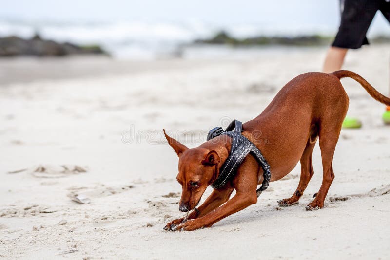 Happy Cute Miniature Pinscher Puppy Playing at the Beach Stock Image ...