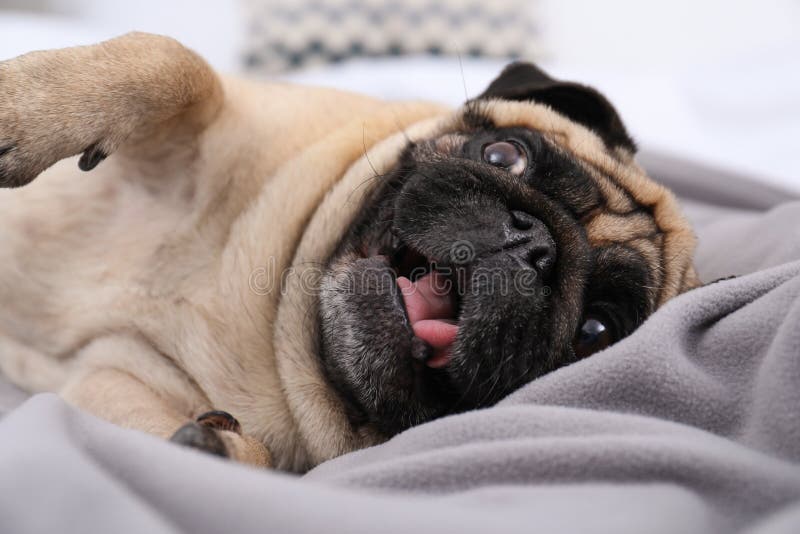 Happy Cute Pug Dog on White Stock Photo - Image of vertebrate, adorable ...