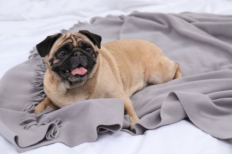 Happy Cute Pug Dog on Grey Plaid Stock Image - Image of house, beige ...