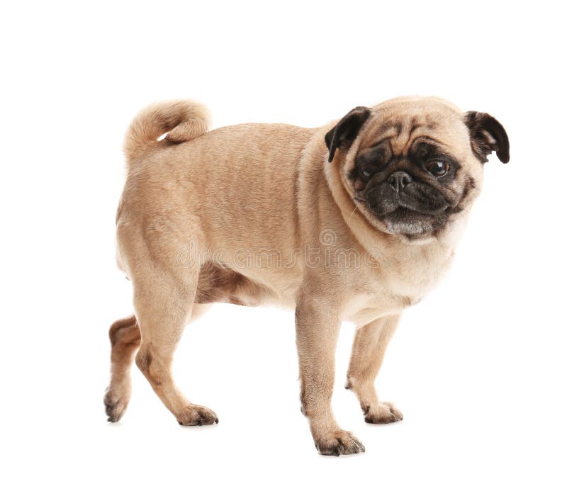 Happy cute pug dog stock image. Image of companion, friendly - 139943837
