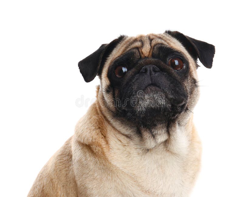 Happy cute pug dog stock photo. Image of adorable, friendly - 139943970