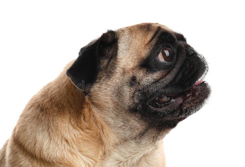 Happy cute pug dog stock image. Image of domestic, isolated - 139943983