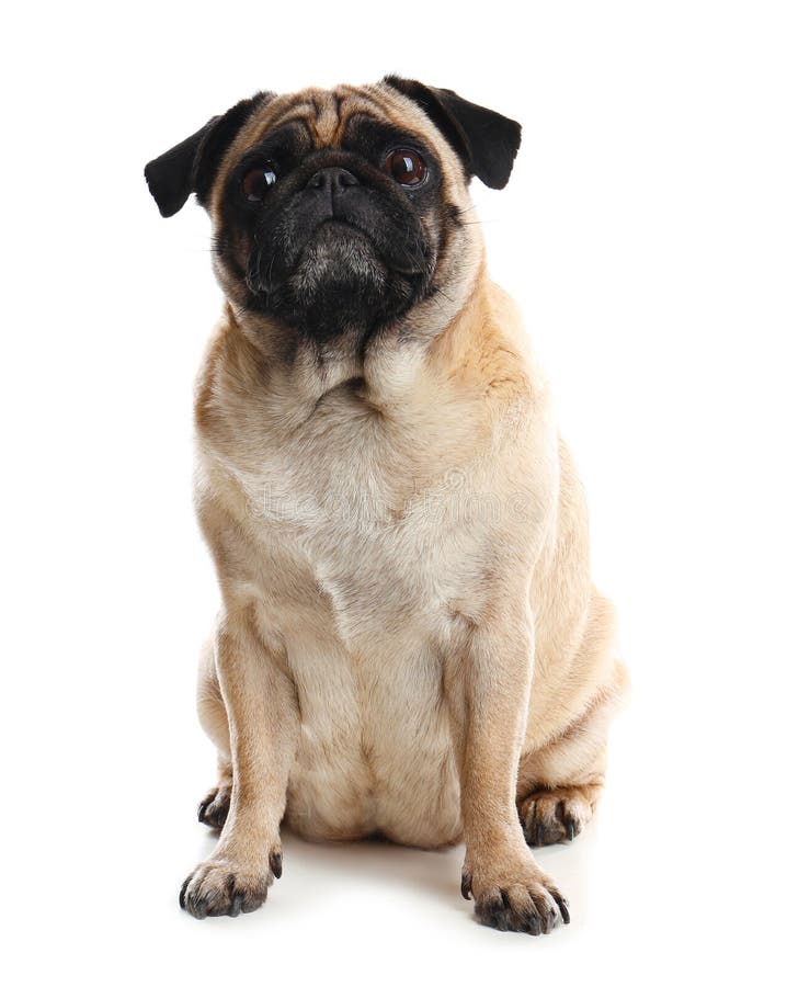 Happy Cute Pug Dog on White Stock Image - Image of happy, warm: 139944049