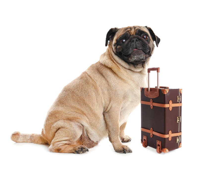 Happy cute pug dog stock image. Image of breed, puppy - 146251363