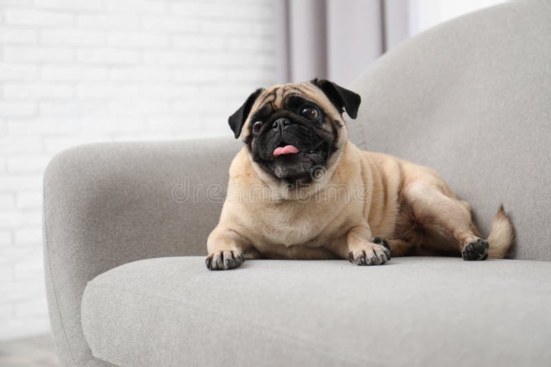 Happy cute pug dog on sofa stock image. Image of portrait - 140212727